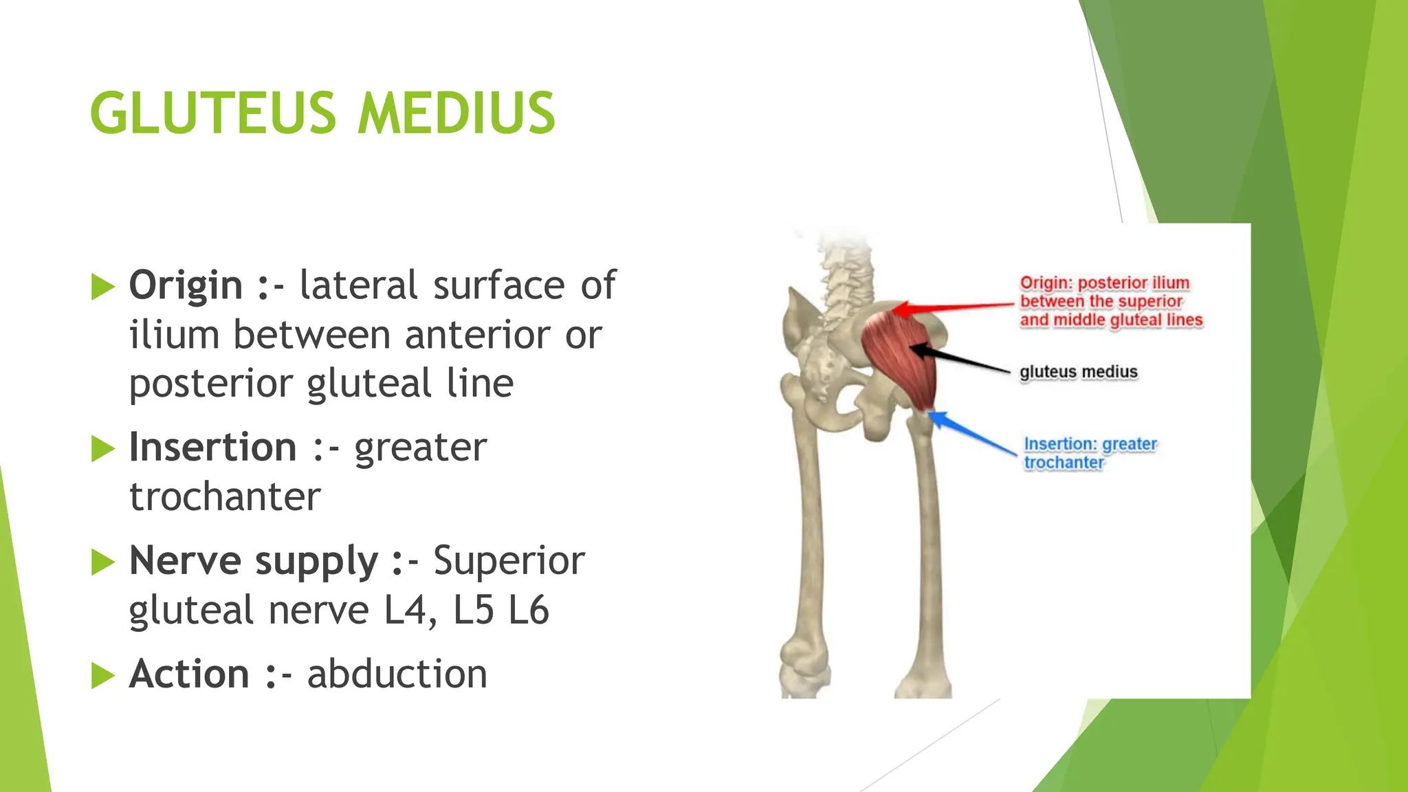 ANATOMY AND BIOMECHANICS OF HIP JOINT.pdf