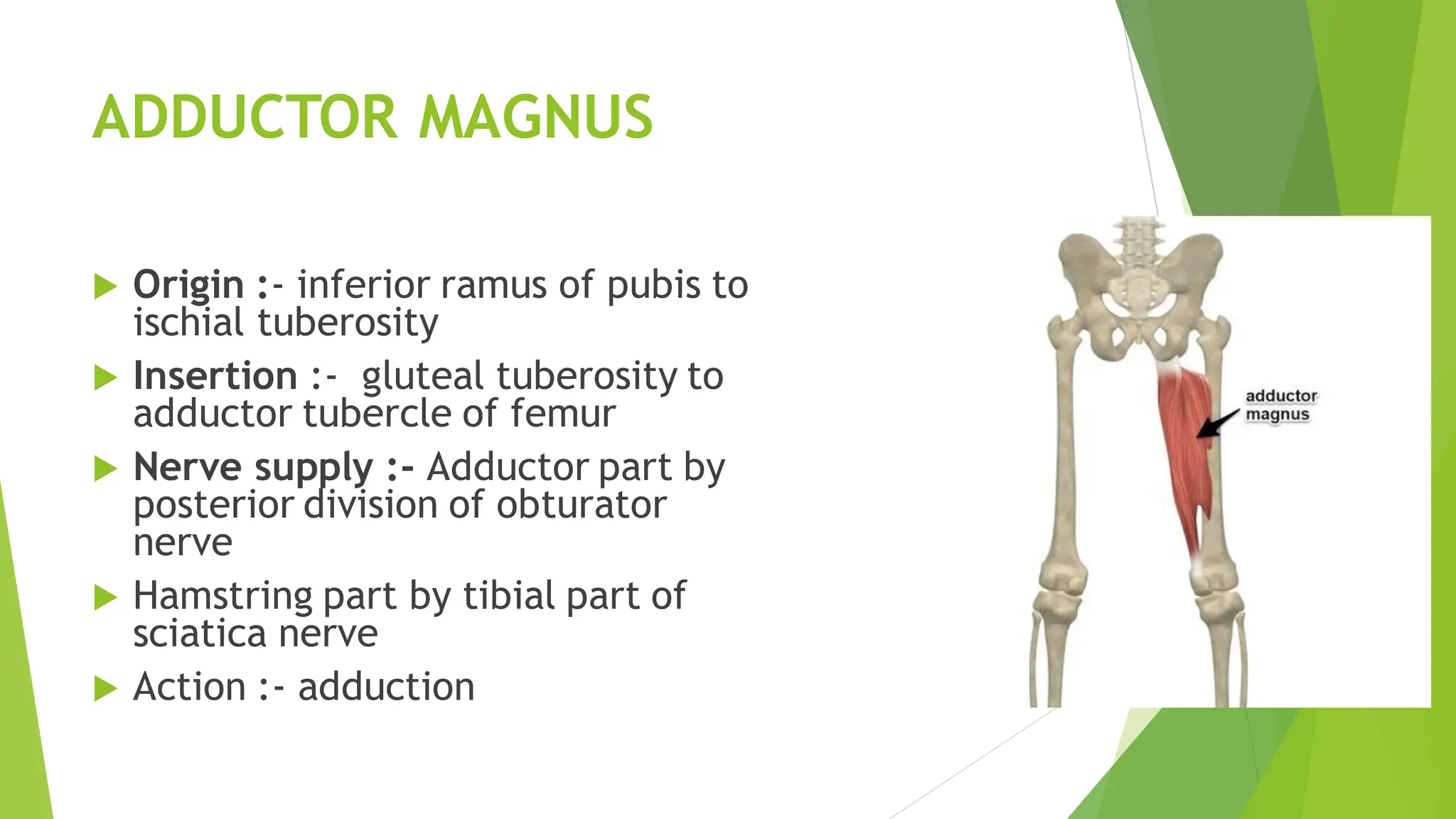 ANATOMY AND BIOMECHANICS OF HIP JOINT.pdf