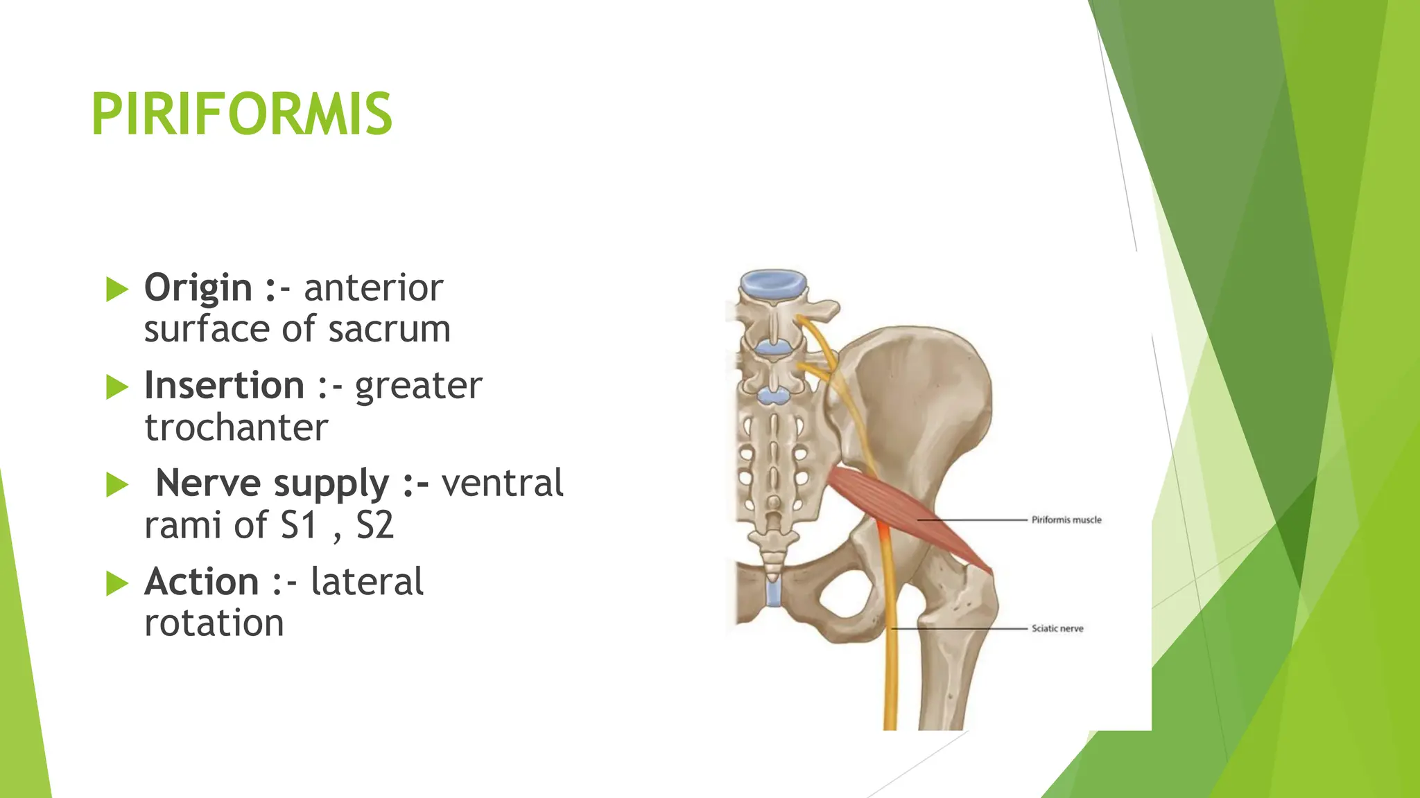 ANATOMY AND BIOMECHANICS OF HIP JOINT.pdf