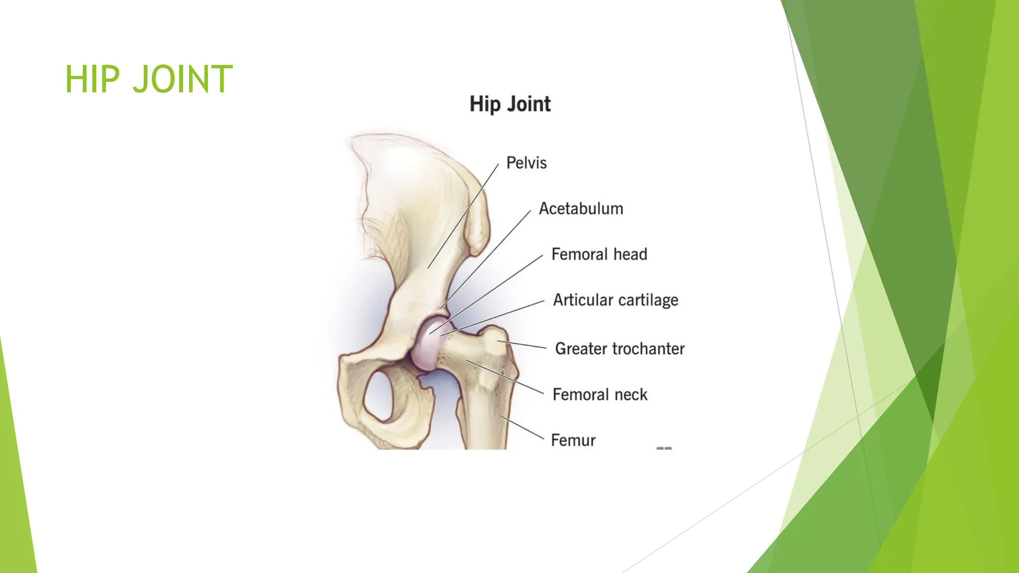 ANATOMY AND BIOMECHANICS OF HIP JOINT.pdf
