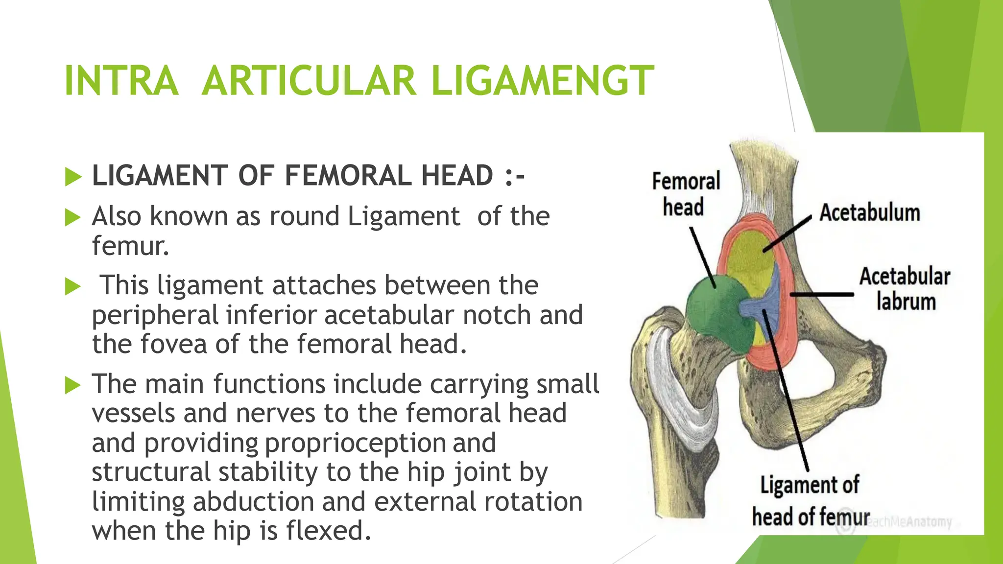 ANATOMY AND BIOMECHANICS OF HIP JOINT.pdf