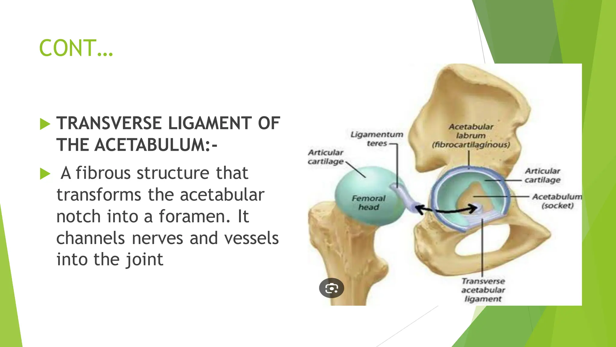 ANATOMY AND BIOMECHANICS OF HIP JOINT.pdf