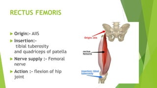 ANATOMY AND BIOMECHANICS OF HIP JOINT.pdf