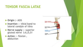ANATOMY AND BIOMECHANICS OF HIP JOINT.pdf