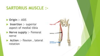 ANATOMY AND BIOMECHANICS OF HIP JOINT.pdf
