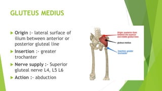 ANATOMY AND BIOMECHANICS OF HIP JOINT.pdf