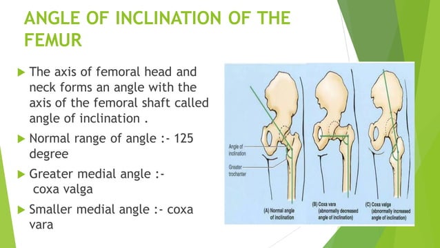 ANATOMY AND BIOMECHANICS OF HIP JOINT.pdf