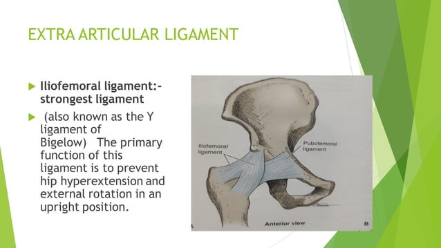 ANATOMY AND BIOMECHANICS OF HIP JOINT.pdf