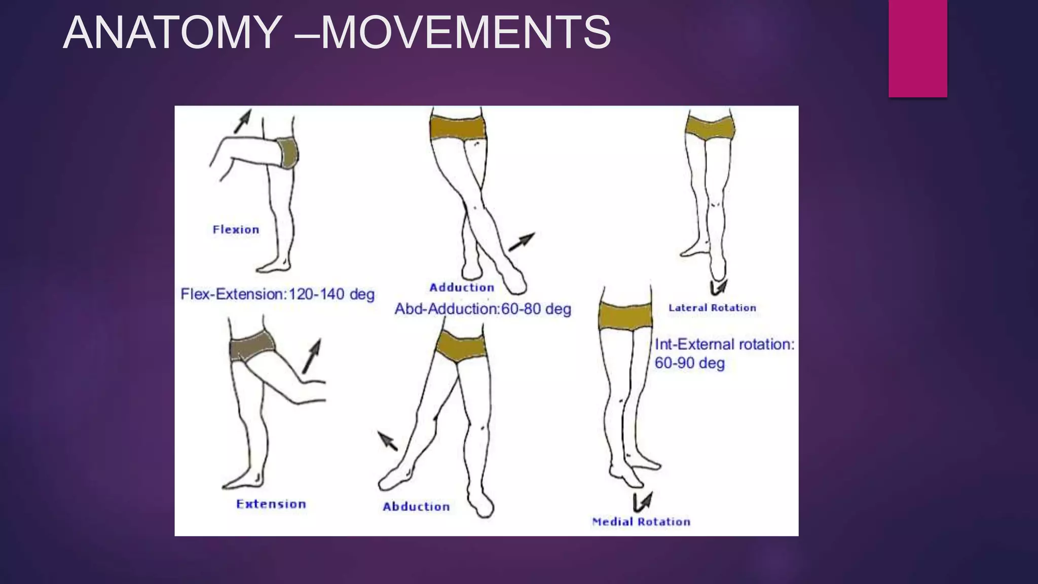 Anatomy and biomechanics of hip joint | PPTX | Death, Injury, or ...