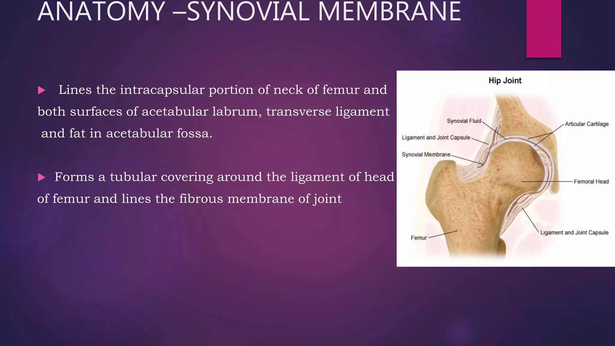 Anatomy and biomechanics of hip joint [autosaved] | PPTX