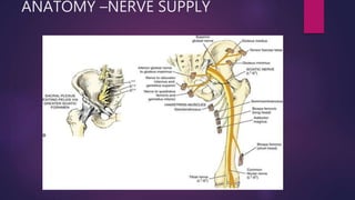 Anatomy and biomechanics of hip joint [autosaved] | PPTX