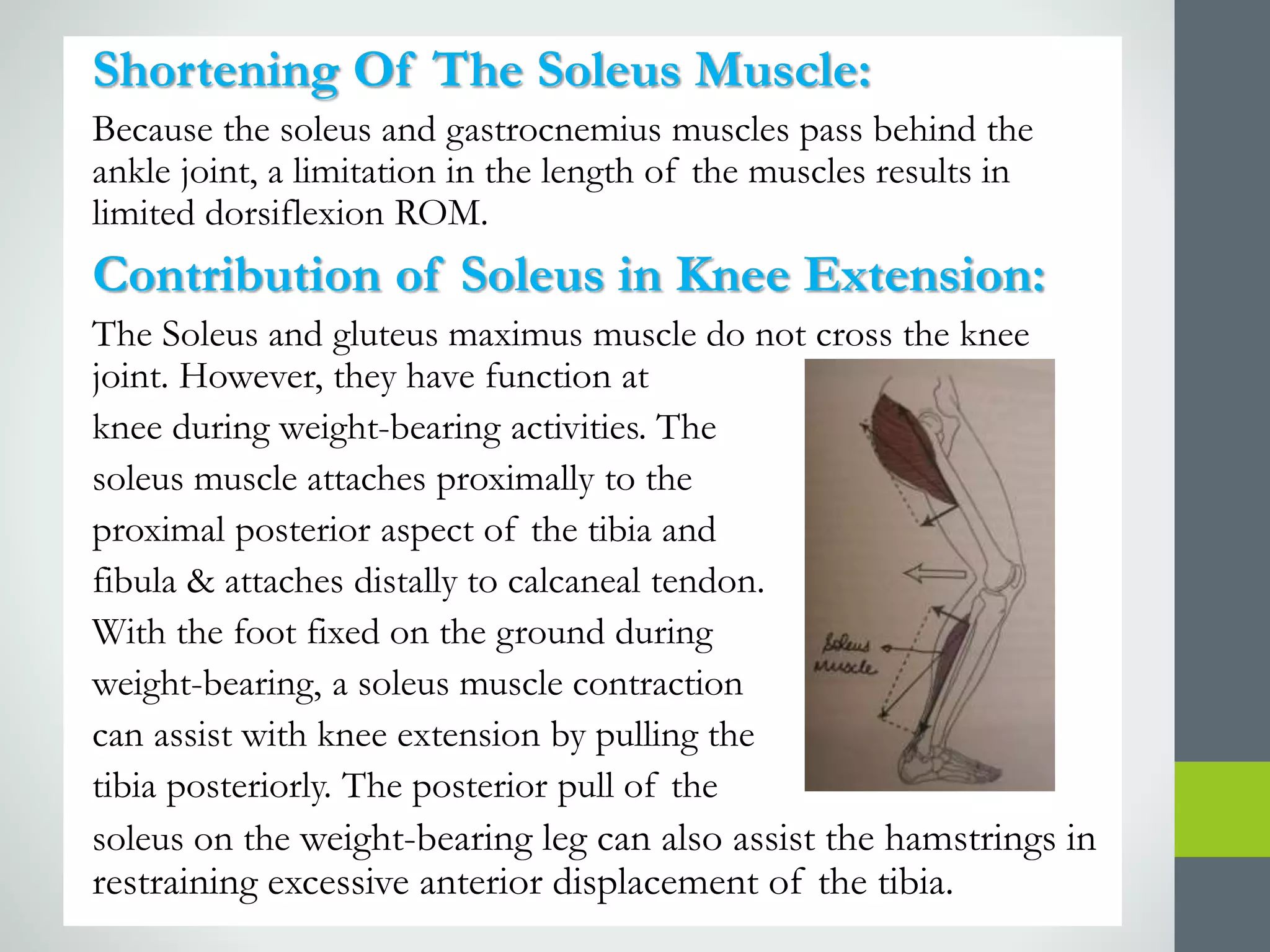 Anatomy and biomechanics of soleus muscle | PPTX