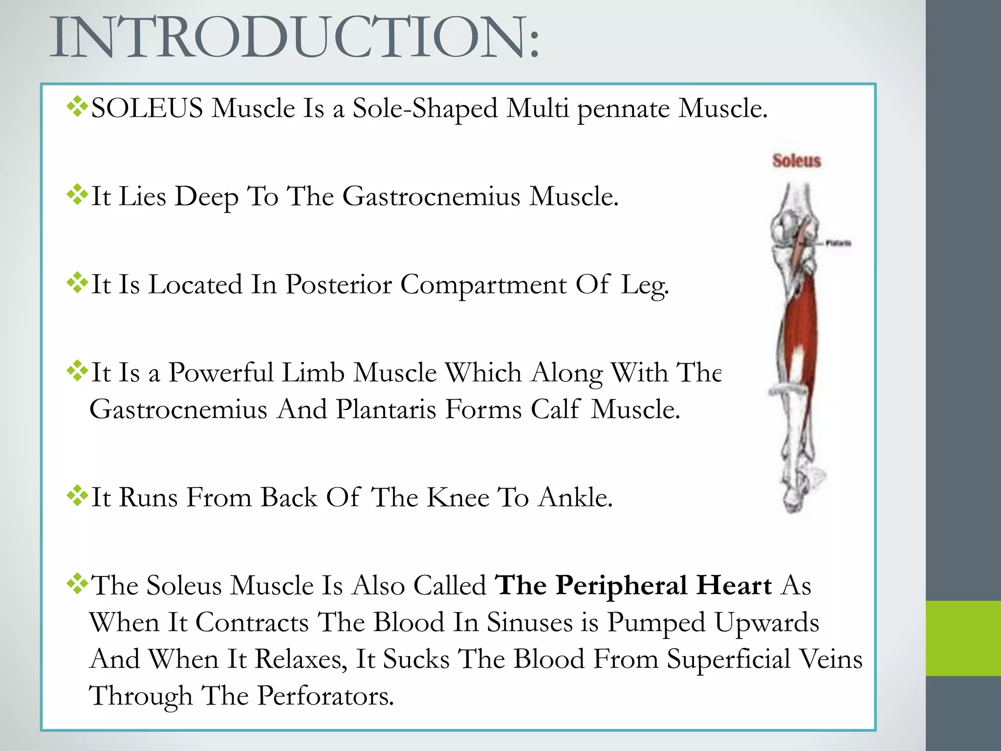 Anatomy and biomechanics of soleus muscle | PPTX