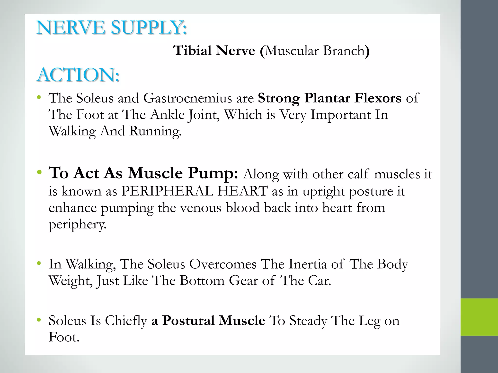 Anatomy and biomechanics of soleus muscle | PPTX