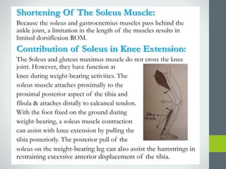 Anatomy and biomechanics of soleus muscle | PPTX