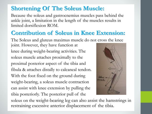 Anatomy and biomechanics of soleus muscle | PPT | Free Download
