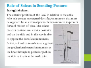 Anatomy and biomechanics of soleus muscle | PPTX
