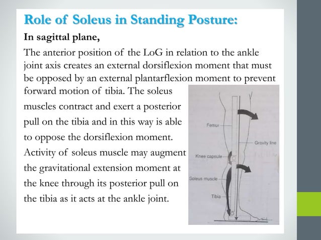 Anatomy and biomechanics of soleus muscle | PPTX