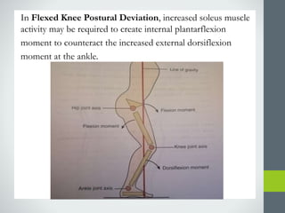 Anatomy and biomechanics of soleus muscle | PPTX