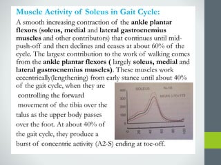 Anatomy and biomechanics of soleus muscle | PPTX