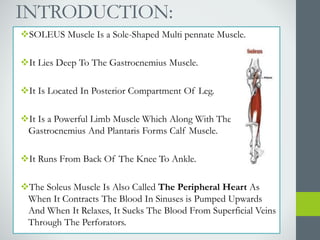 Anatomy and biomechanics of soleus muscle | PPTX