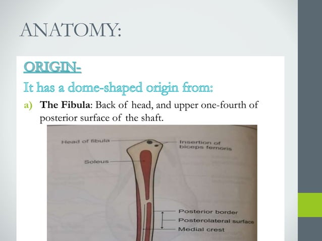Anatomy and biomechanics of soleus muscle | PPTX