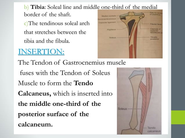 Anatomy and biomechanics of soleus muscle | PPTX
