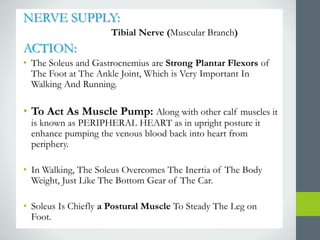 Anatomy and biomechanics of soleus muscle | PPTX