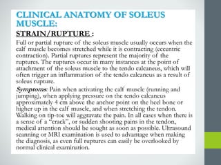 Anatomy and biomechanics of soleus muscle | PPTX