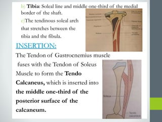 Soleus Origin And Insertion