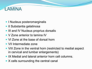 Anatomy and blood supply of spinal cord | PPTX
