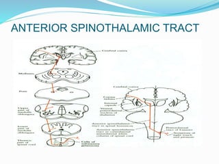 Anatomy and blood supply of spinal cord | PPTX