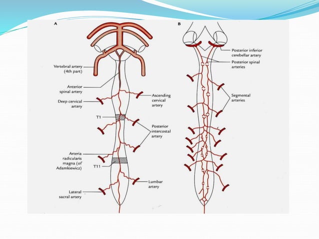 Anatomy and blood supply of spinal cord
