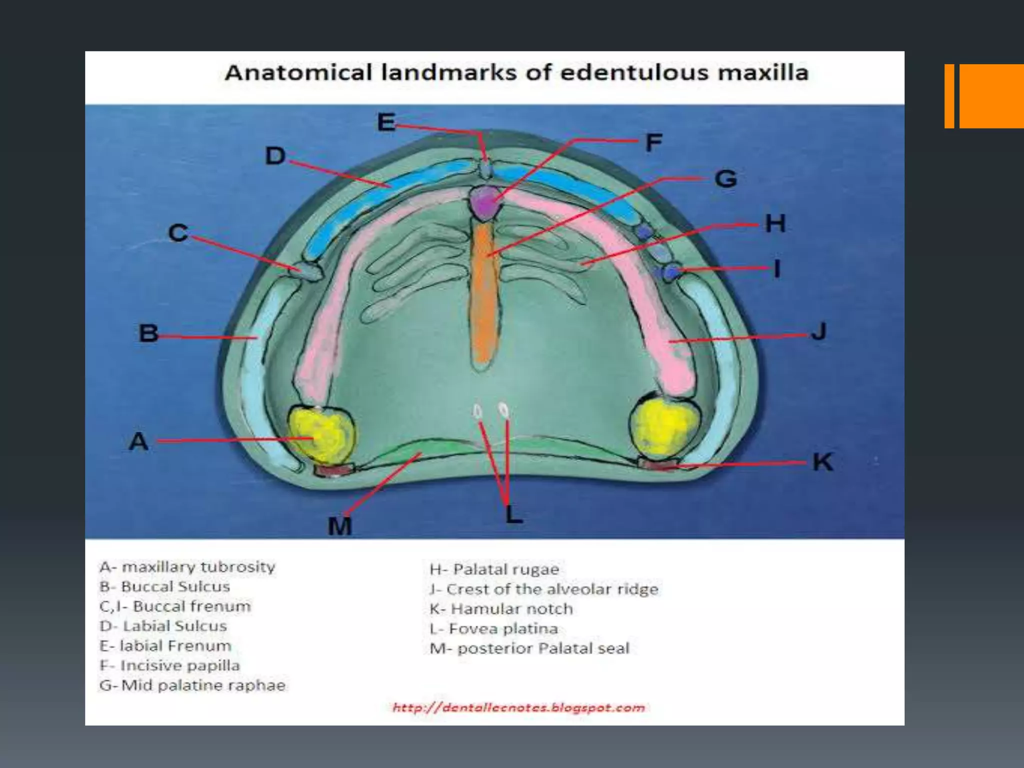 Anatomy and clinical significance of denture bearing areas | PPTX