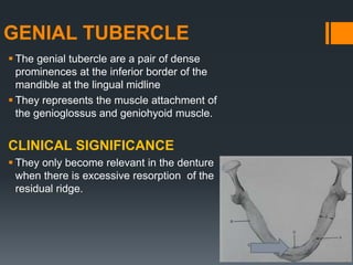 Anatomy and clinical significance of denture bearing areas | PPTX