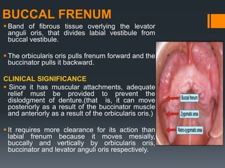 Buccal Frenum