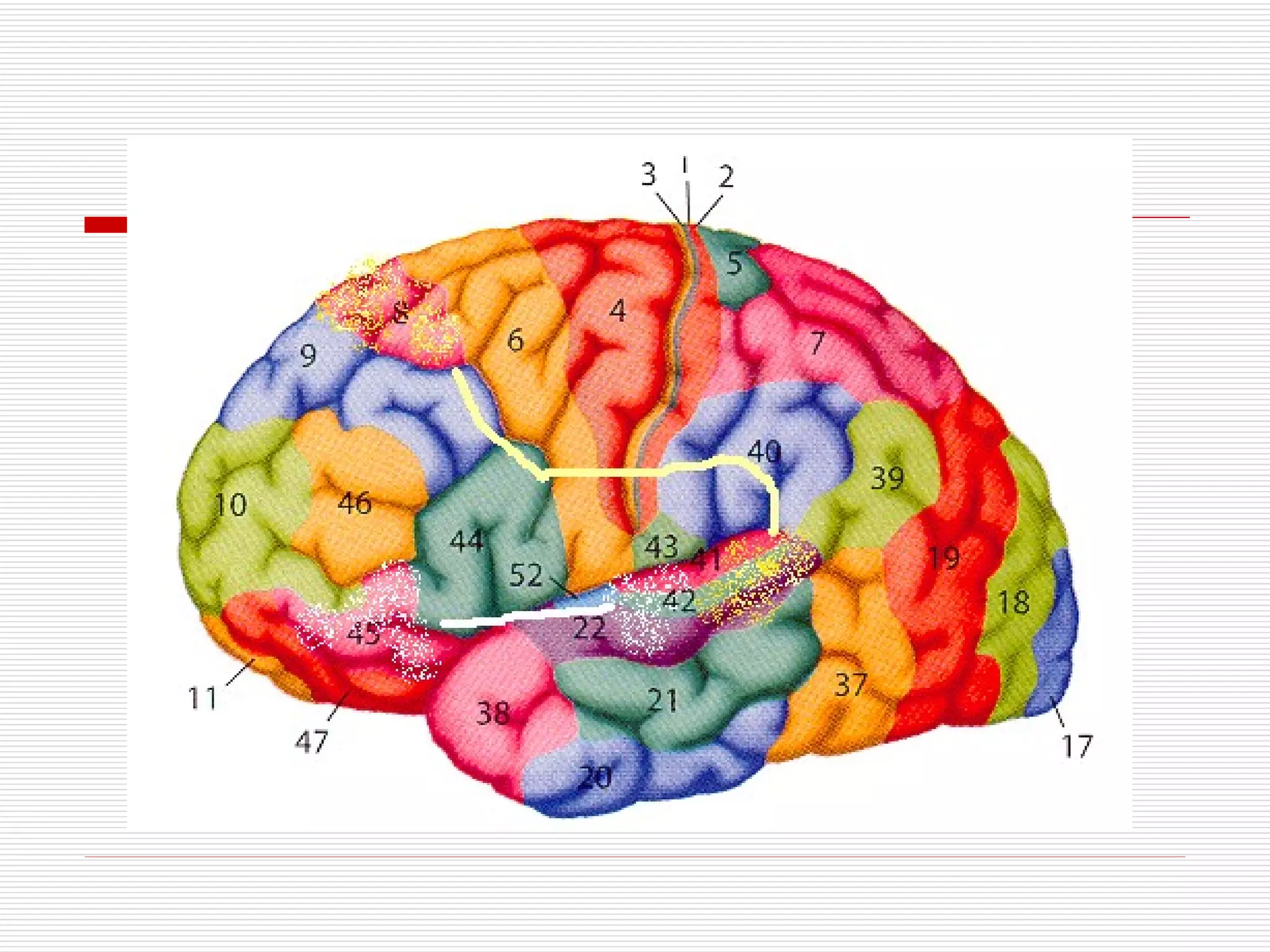 Anatomy And Connections Of Prefrontal Cortex | PPT