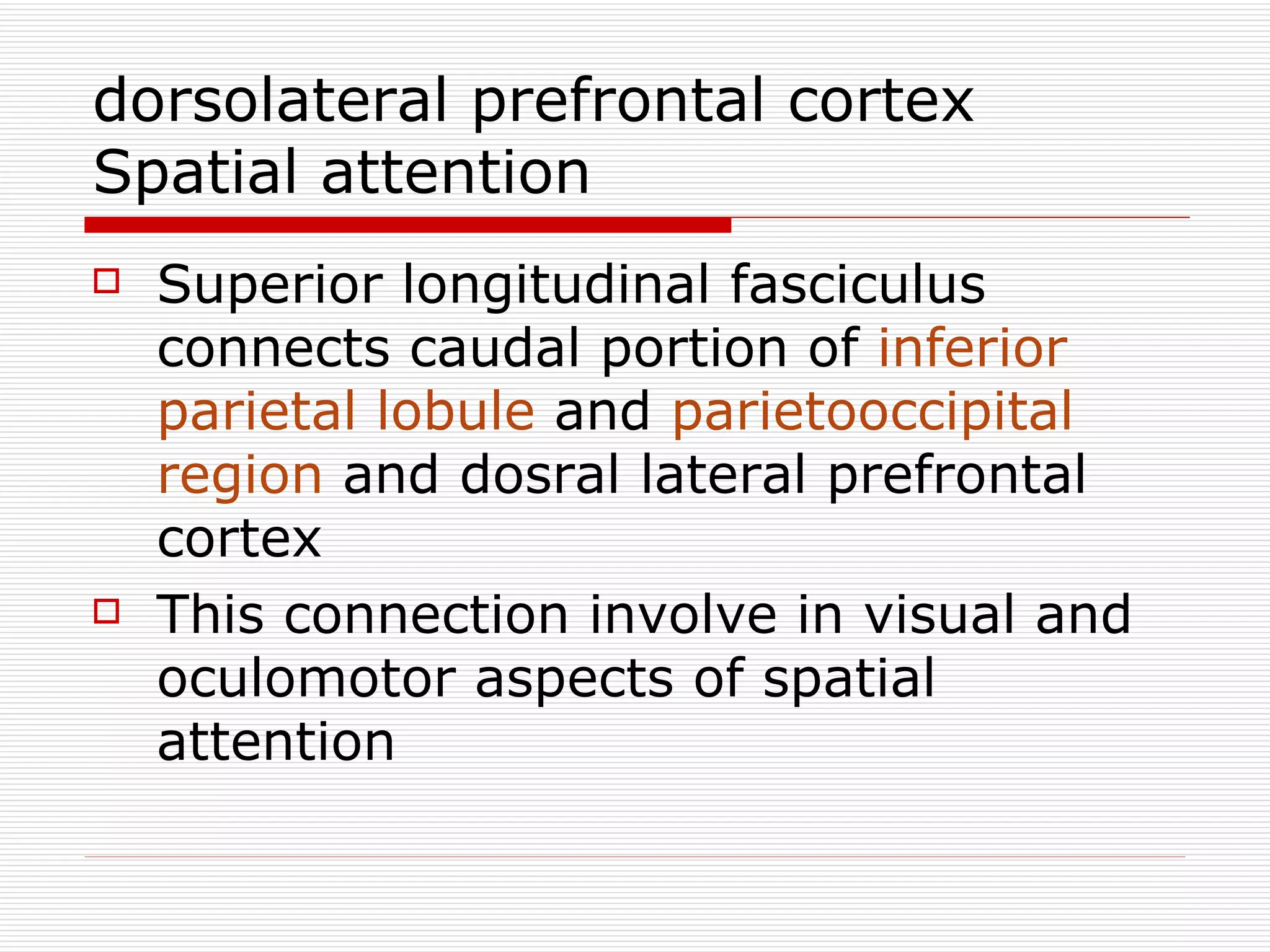 Anatomy And Connections Of Prefrontal Cortex | PPT