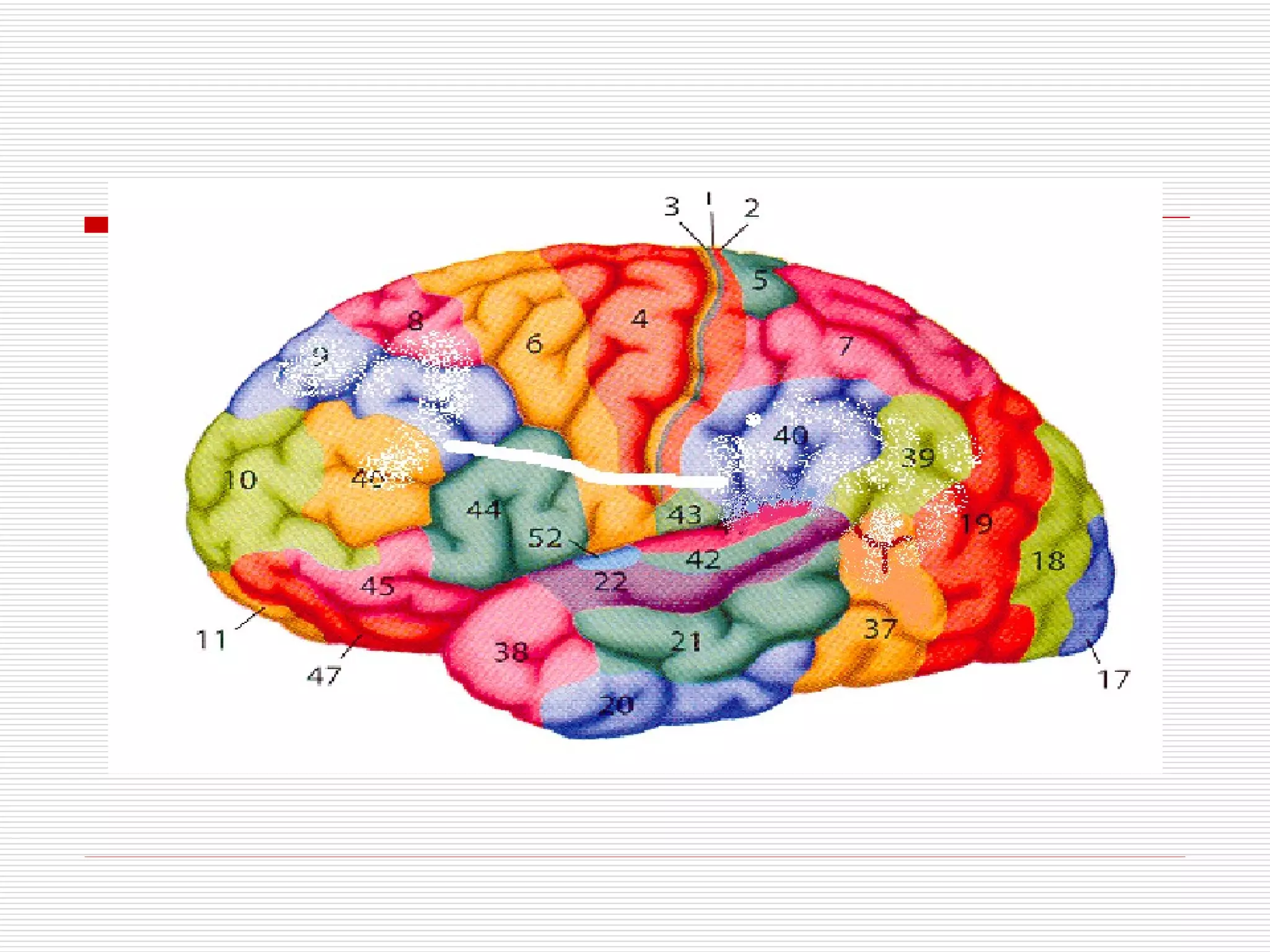 Anatomy And Connections Of Prefrontal Cortex | PPT
