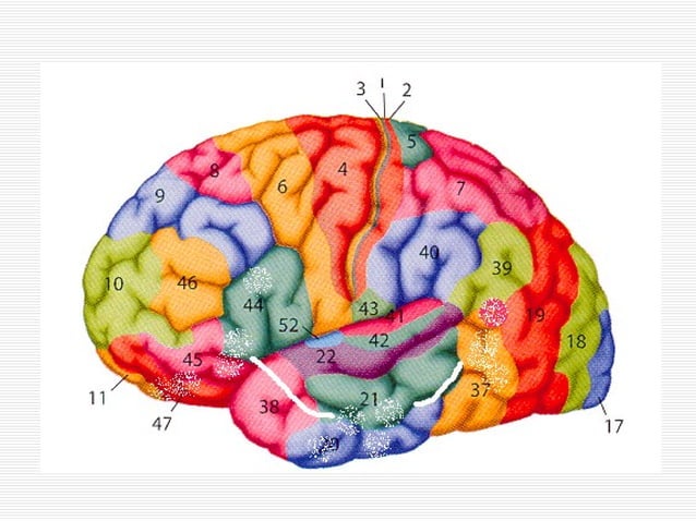 Anatomy And Connections Of Prefrontal Cortex | PPT