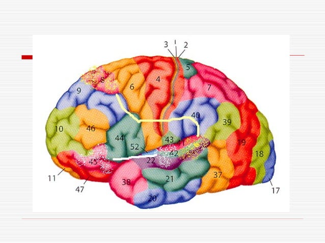 Anatomy And Connections Of Prefrontal Cortex | PPT