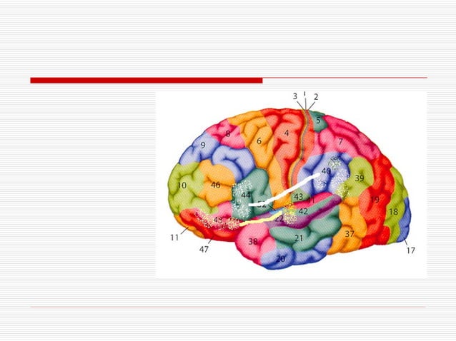 Anatomy And Connections Of Prefrontal Cortex | PPT