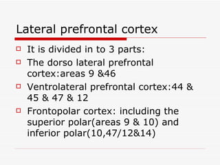 Anatomy And Connections Of Prefrontal Cortex | PPT