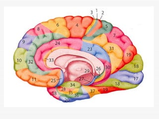 Anatomy And Connections Of Prefrontal Cortex | PPT