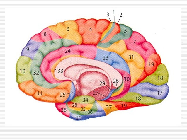 Anatomy And Connections Of Prefrontal Cortex | PPT