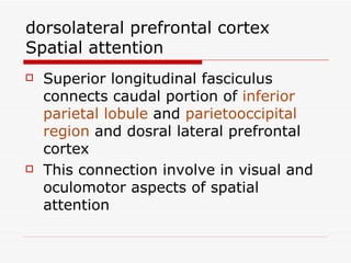 Anatomy And Connections Of Prefrontal Cortex | PPT