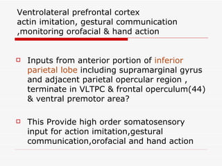 Anatomy And Connections Of Prefrontal Cortex | PPT