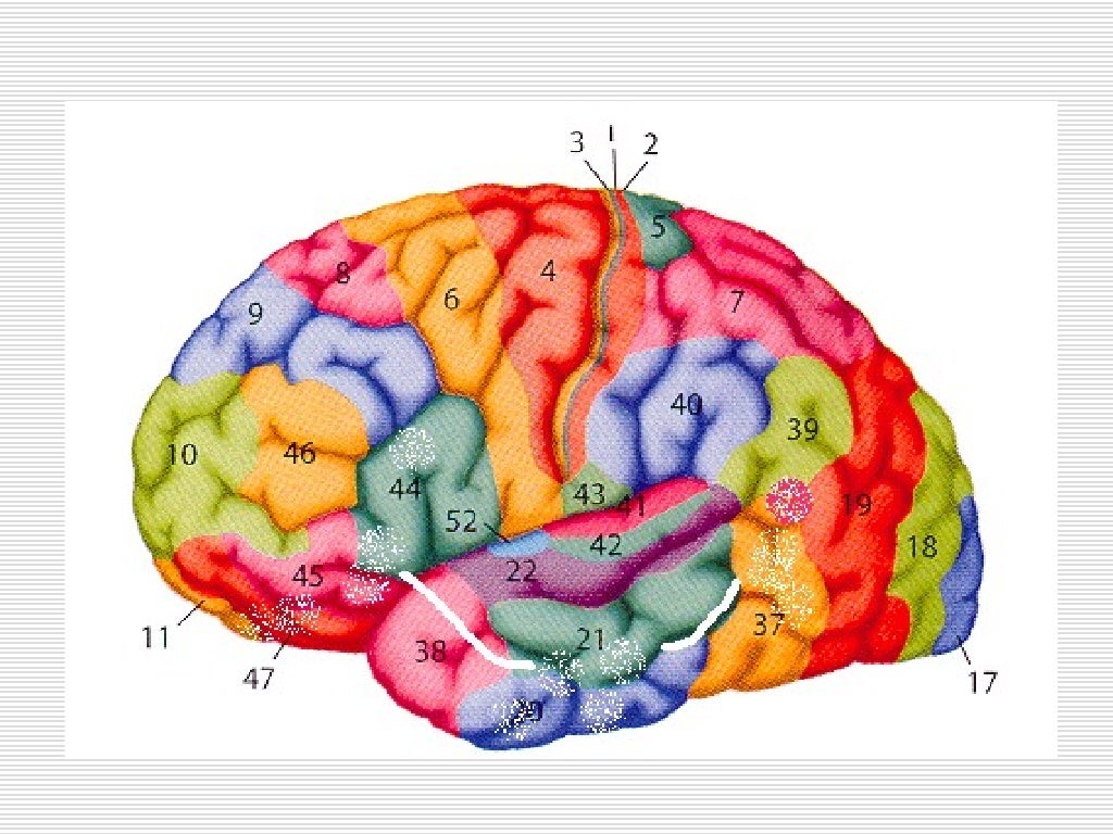 Anatomy And Connections Of Prefrontal Cortex