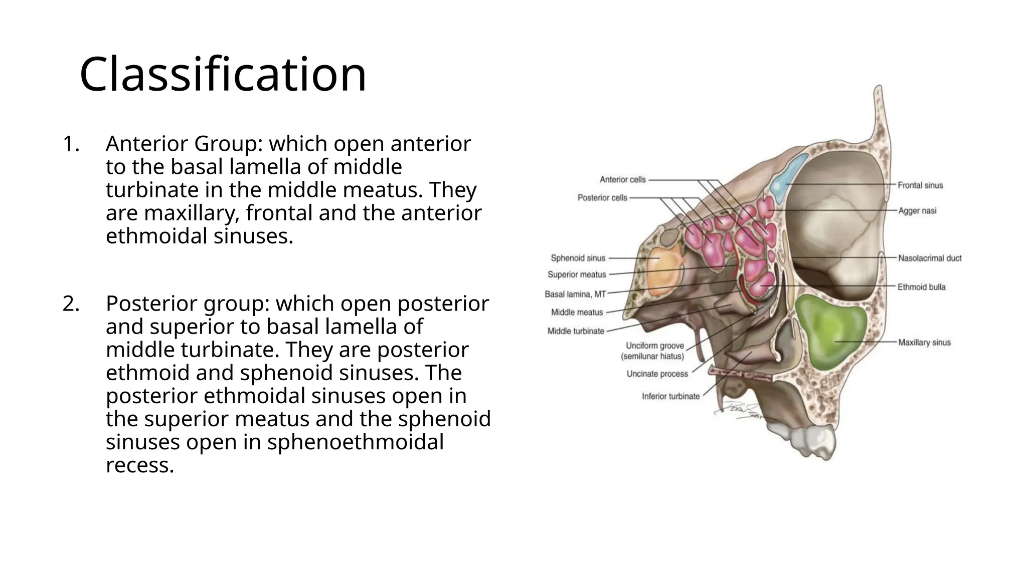 ANATOMY AND DEVELOPMENT OF PARANASAL SINUSES 2.pptx
