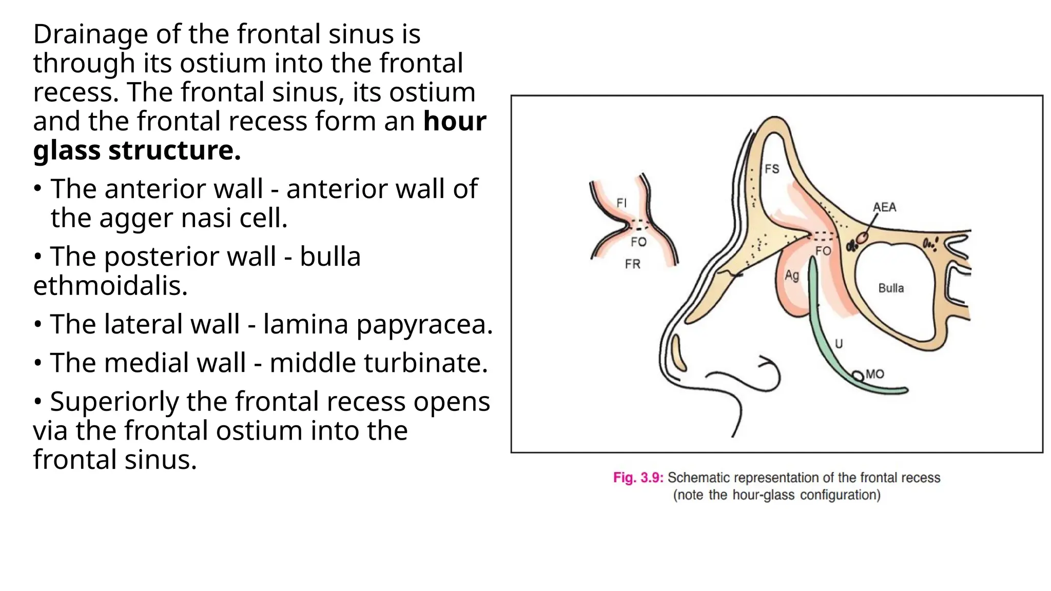 ANATOMY AND DEVELOPMENT OF PARANASAL SINUSES 2.pptx